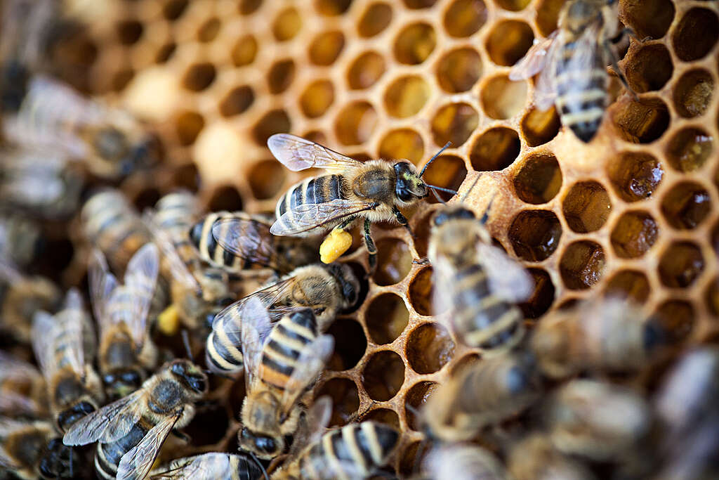 8 curiosità sulle api che ti sorprenderanno - Greenpeace Italia