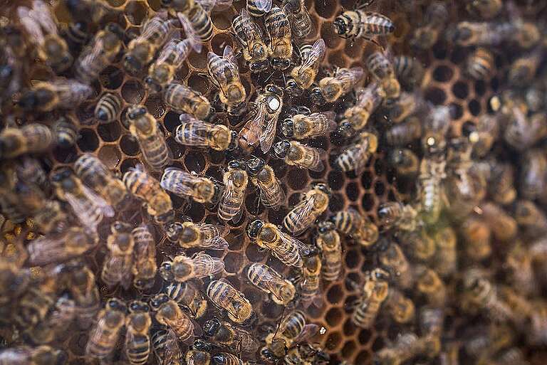 8 curiosità sulle api che ti sorprenderanno - Greenpeace Italia