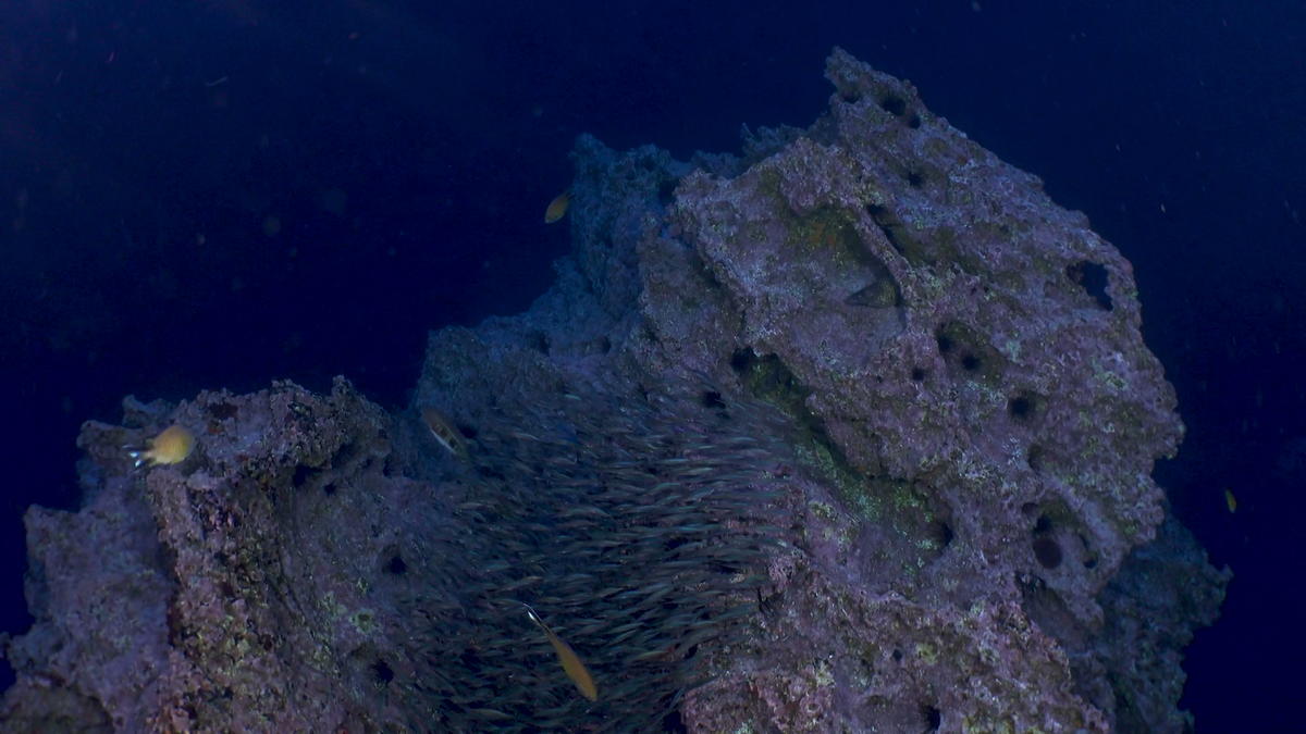Seamount, le montagne sottomarine minacciate dalle compagnie minerarie ...