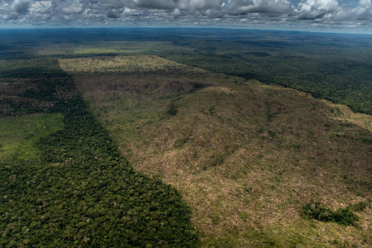 La deforestazione in Amazzonia si è ridotta di oltre il 30% ...