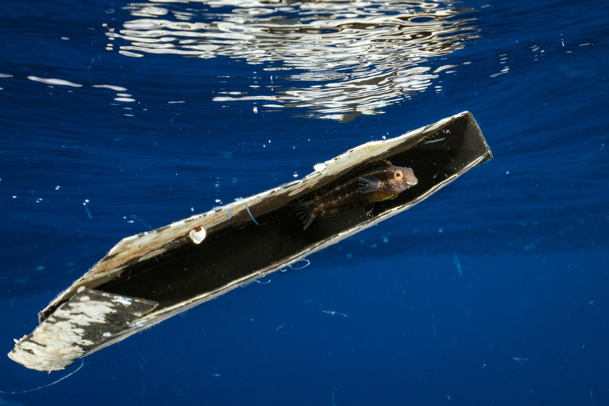 Plastica in mare: un grave problema di inquinamento - Greenpeace Italia