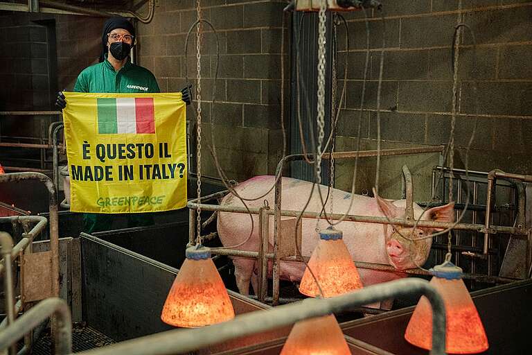 La verità dietro gli allevamenti intensivi di maiali. La nuova indagine ...