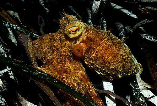 10 faits incroyables sur les pieuvres - Greenpeace Luxembourg