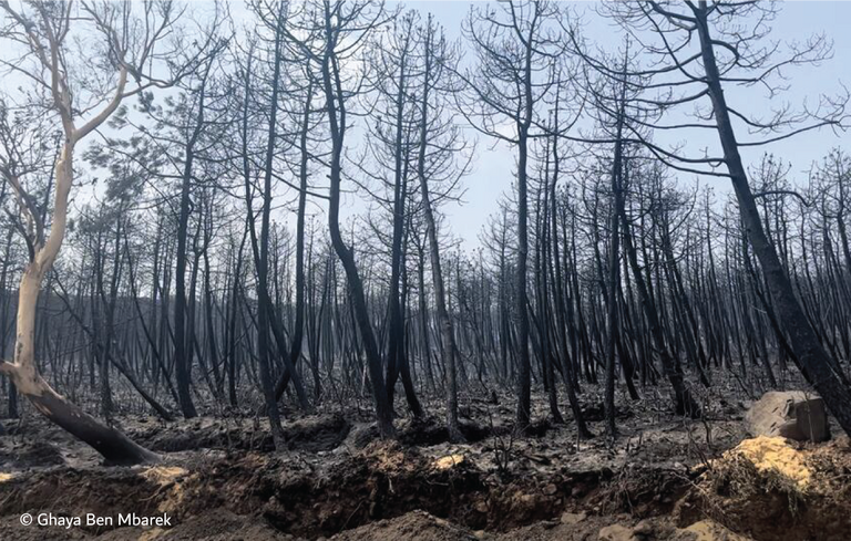 The Importance of Forests: Why Should We Protect Them? - Greenpeace ...