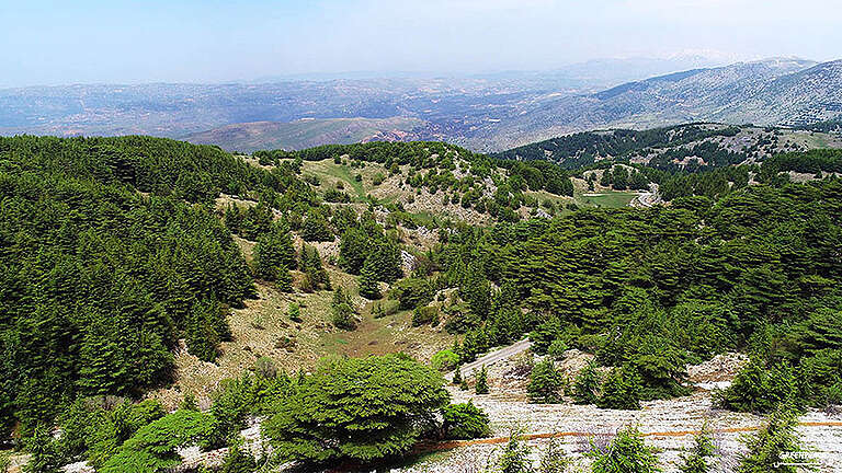 The Importance of Forests: Why Should We Protect Them? - Greenpeace ...