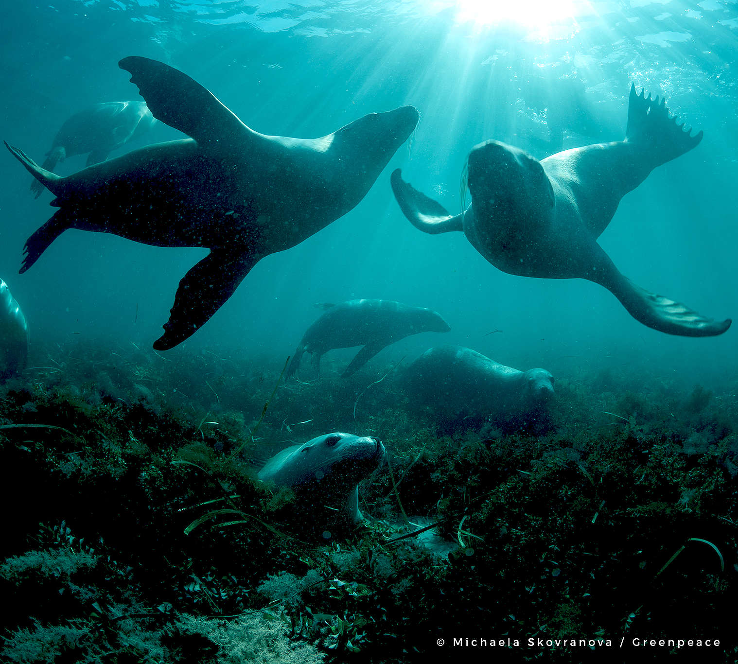 Plástico en nuestras Áreas Naturales Protegidas - Greenpeace México