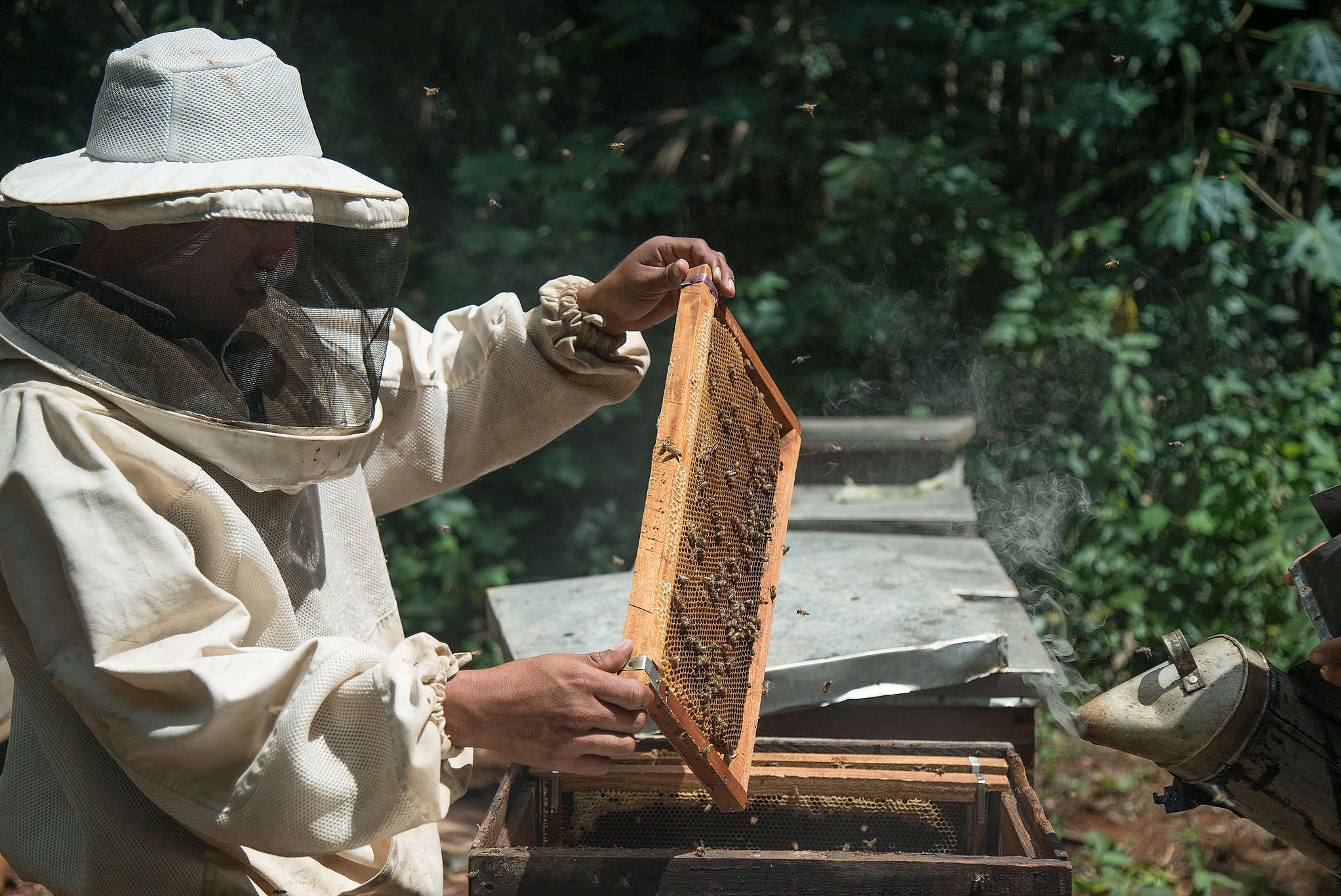 LA APICULTURA YUCATECA SERIAMENTE AMENAZADA POR LA PRESENCIA DE GRANJAS ...
