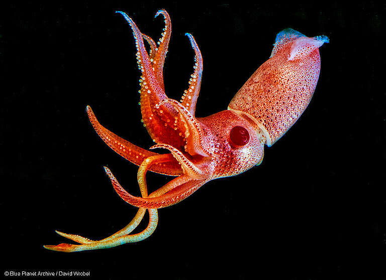 Este Pez Diablo conquistó corazones en todo el mundo, pero el futuro de ...