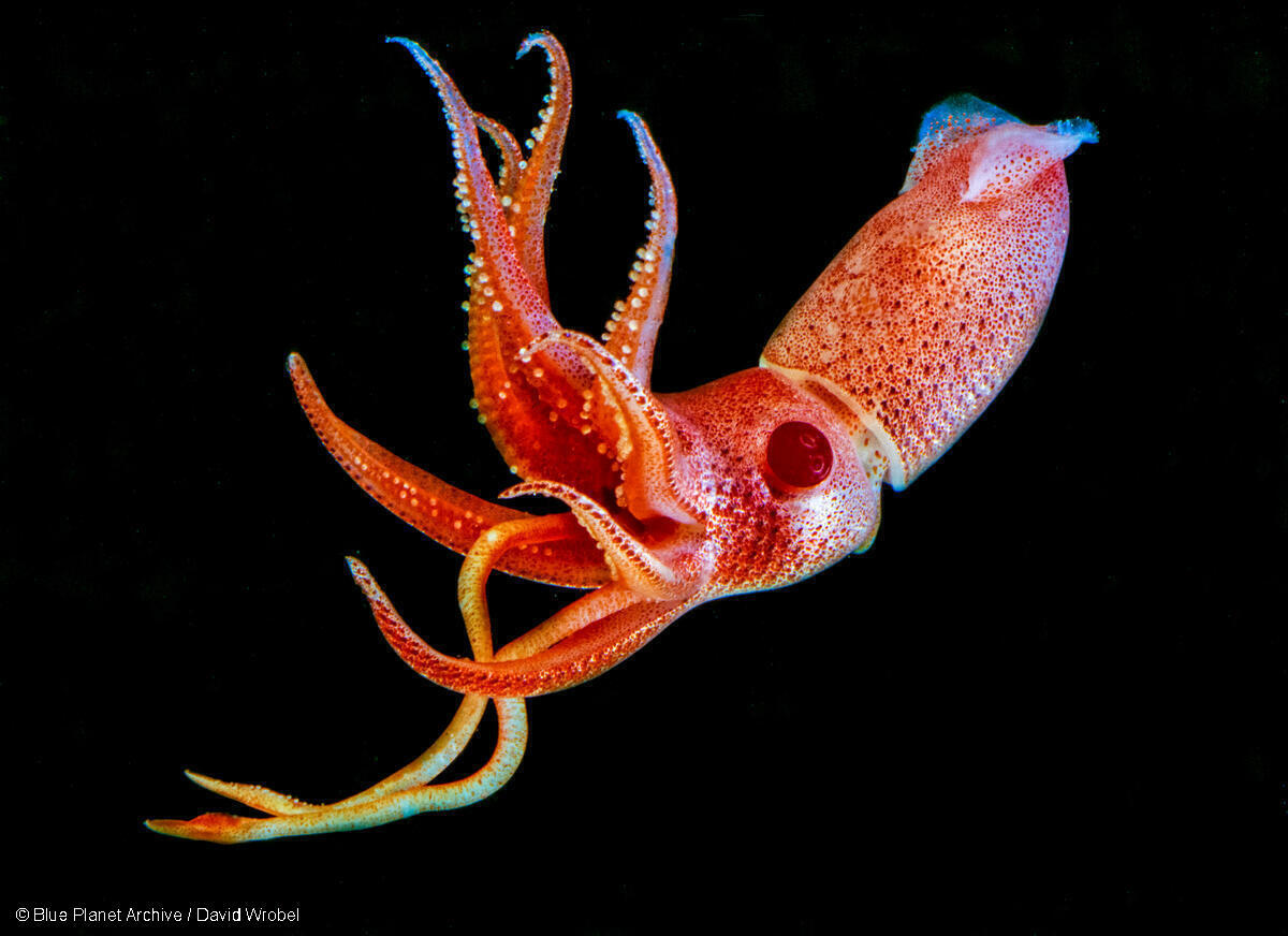 Este Pez Diablo conquistó corazones en todo el mundo, pero el futuro de ...