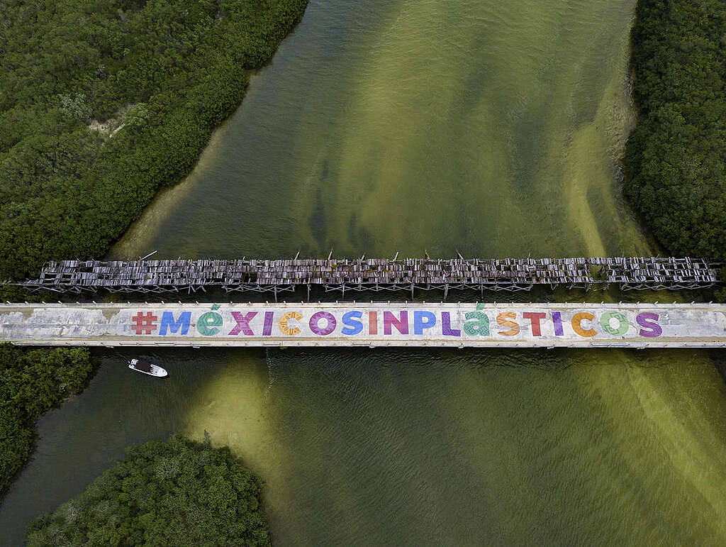 Historia de Greenpeace México | Dos Décadas de Activismo Ambiental ...