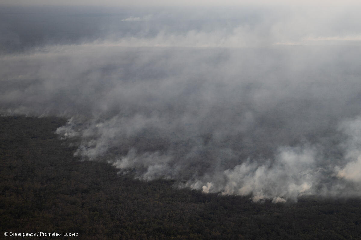 Incendios forestales en México: causas, consecuencias y por qué arden ...