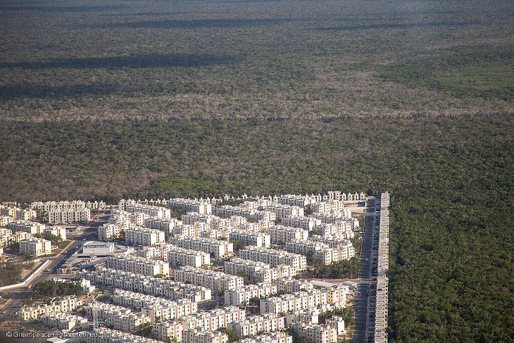 Selva Maya | Protección Urgente del Último Gran Pulmón - Greenpeace México