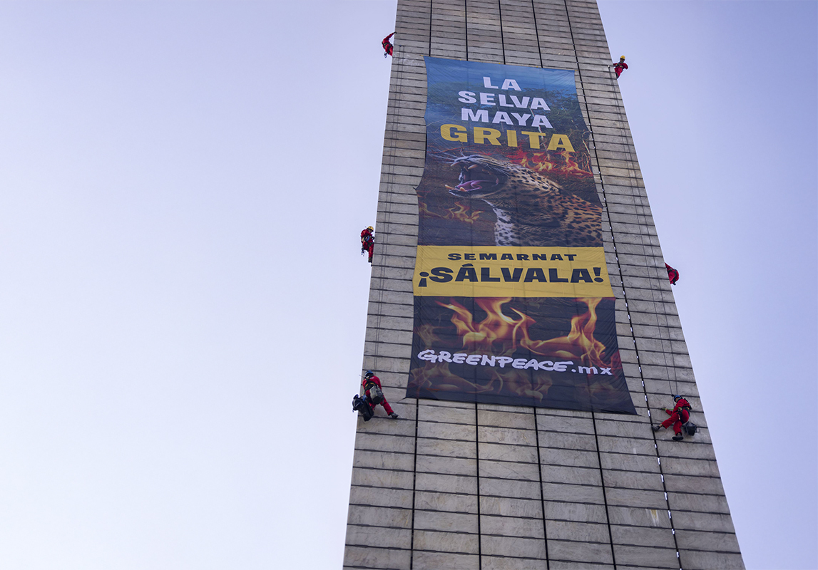 Selva Maya | Protección Urgente del Último Gran Pulmón - Greenpeace México