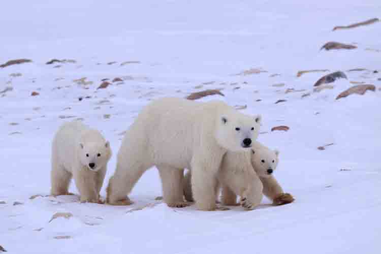 IJsbeer | Greenpeace Nederland | Voor een groene, leefbare aarde 🌍 ...