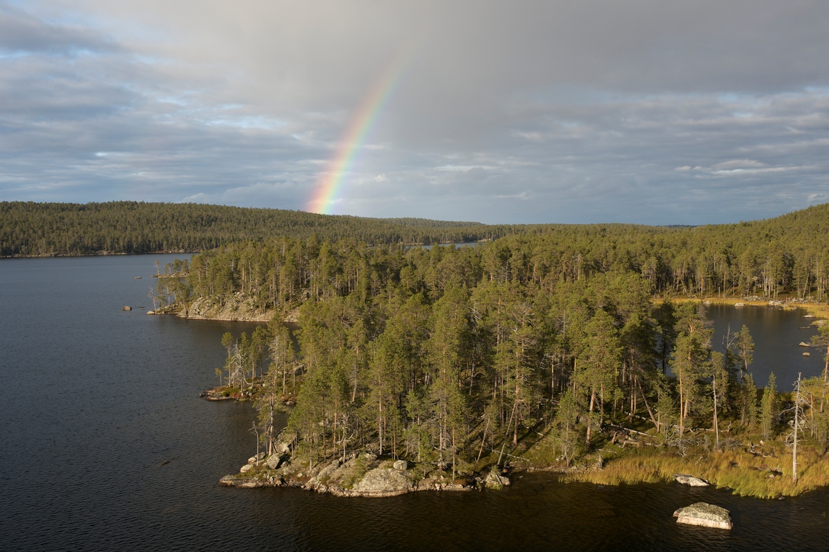 Vier goede redenen om de noordelijke bossen te beschermen | Greenpeace ...