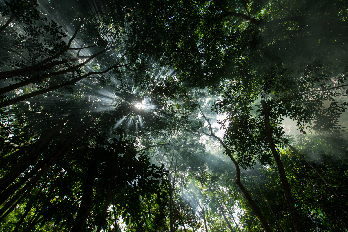 Ontbossing in Brazilië: gaat deze natuur verloren voor onze producten ...
