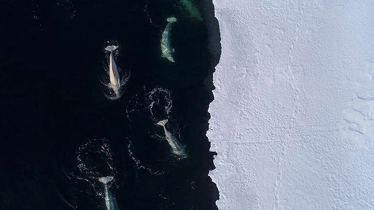 Verdens nordligste oljefelt har ikke livets rett - Greenpeace Norge