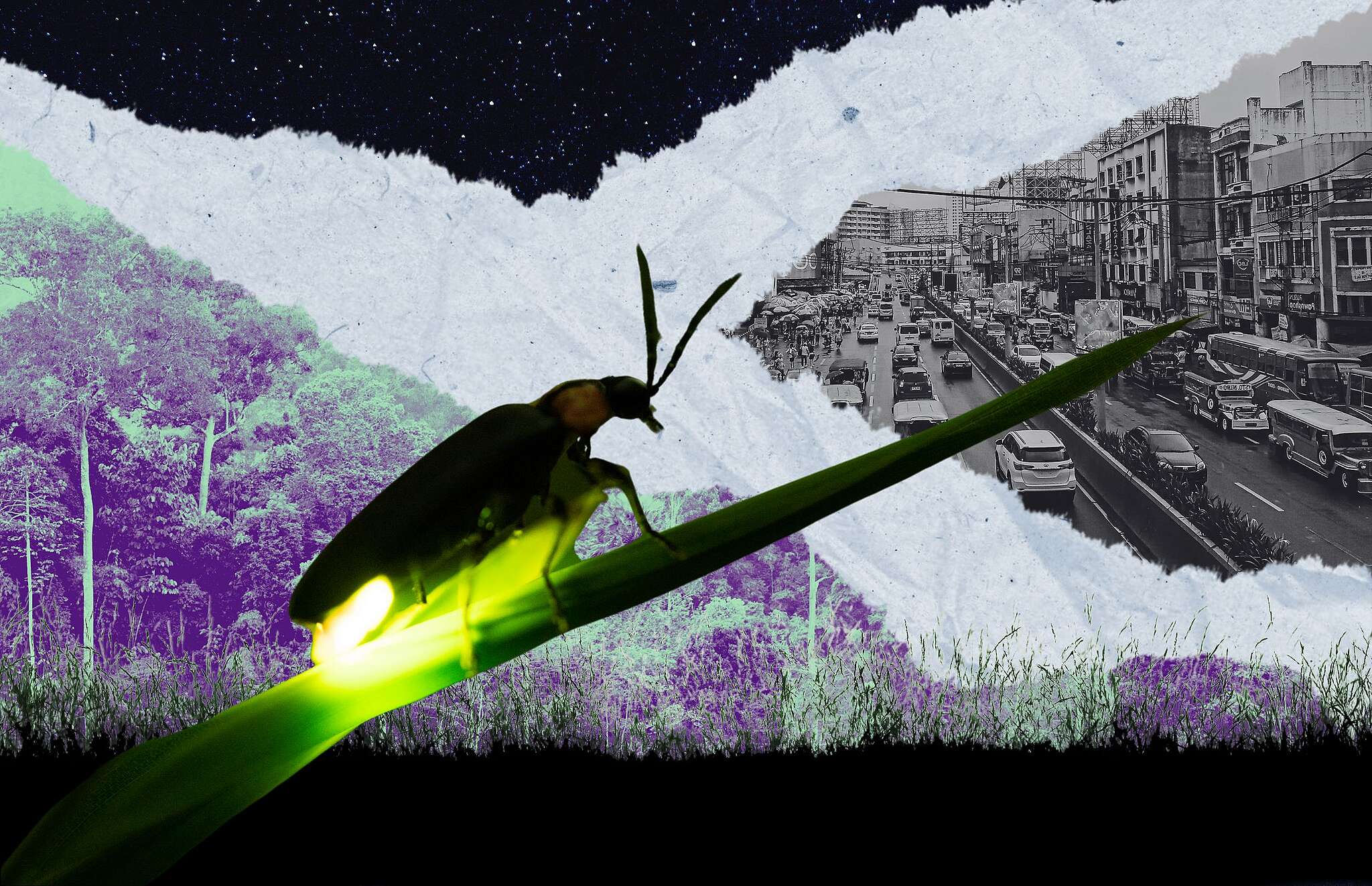 Life of a firefly - Greenpeace Philippines