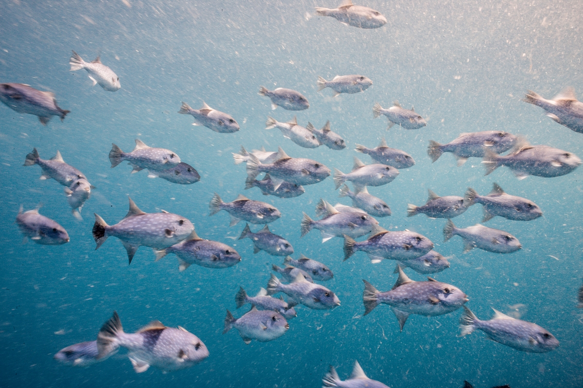 Dobra Ryba – poradnik konsumencki - Greenpeace Polska