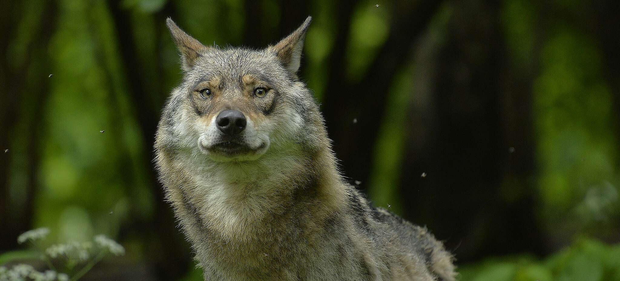 Nie bój się wilków - poznaj je - Greenpeace Polska