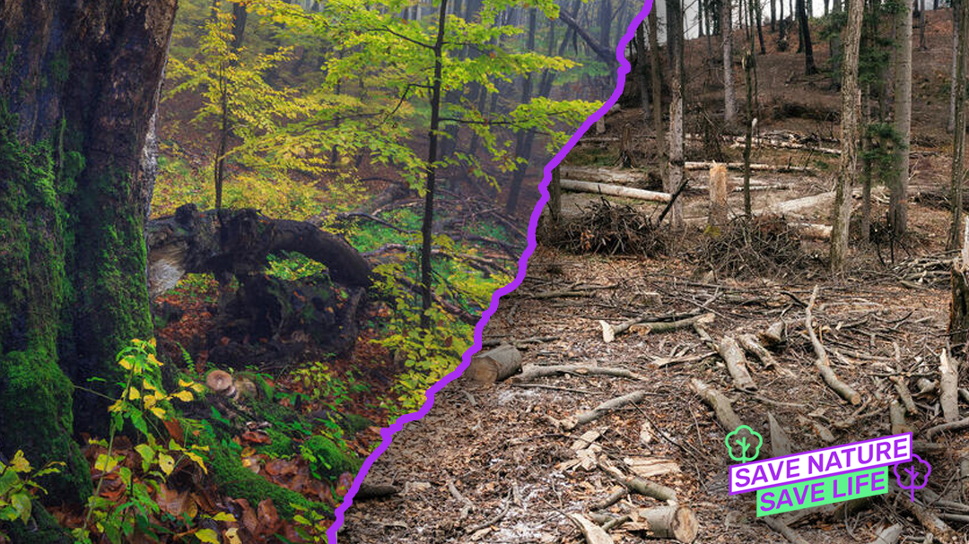 Distrugerea naturii: cum sunt decimate viața și biodiversitatea în ...