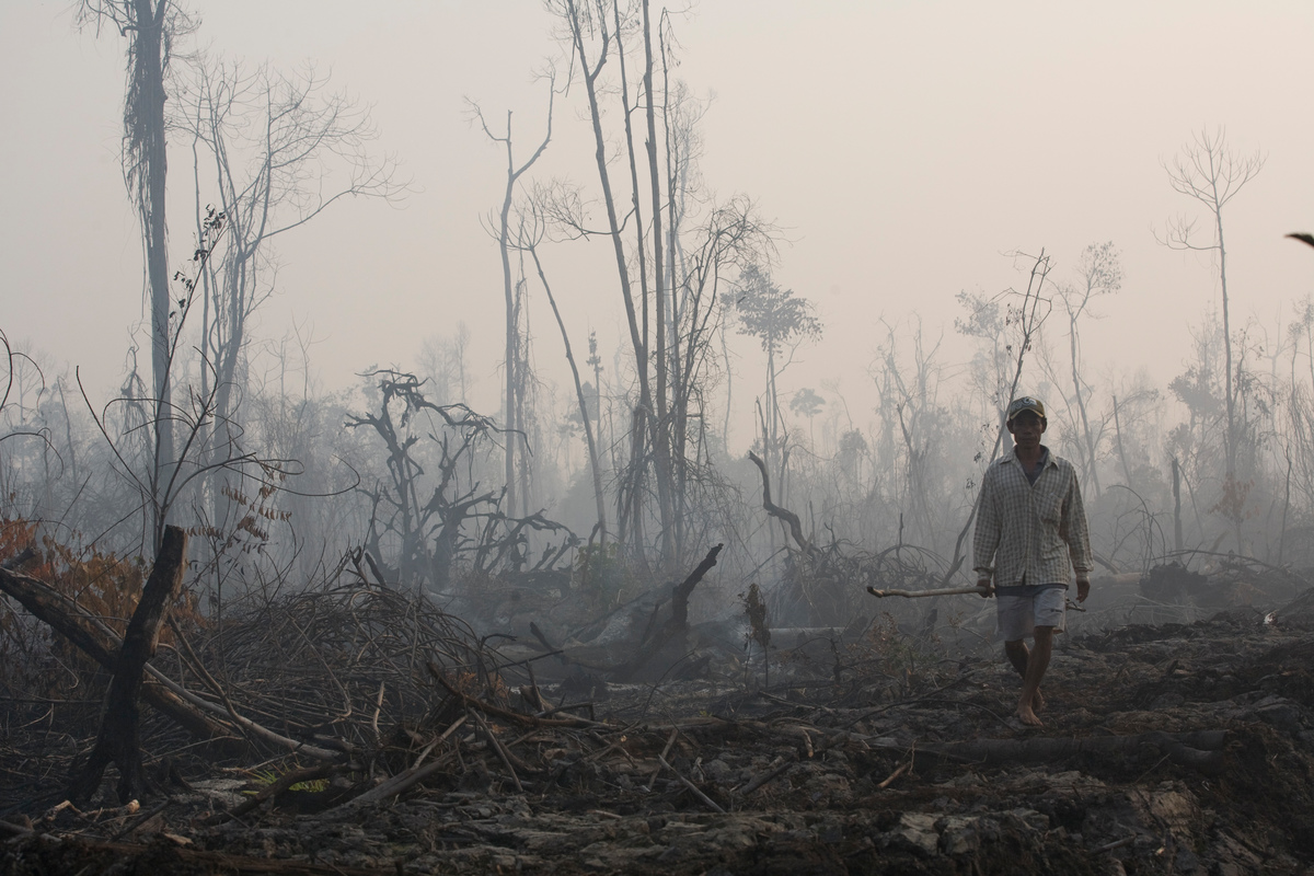 Aftermath of Forest Fire on the Kapuas River - Greenpeace Southeast Asia