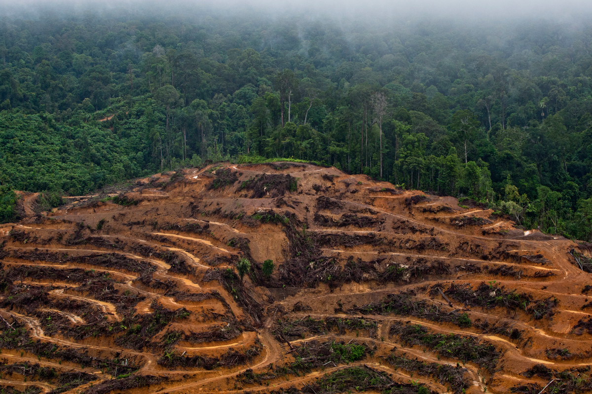 Protect the Forests - Greenpeace Southeast Asia