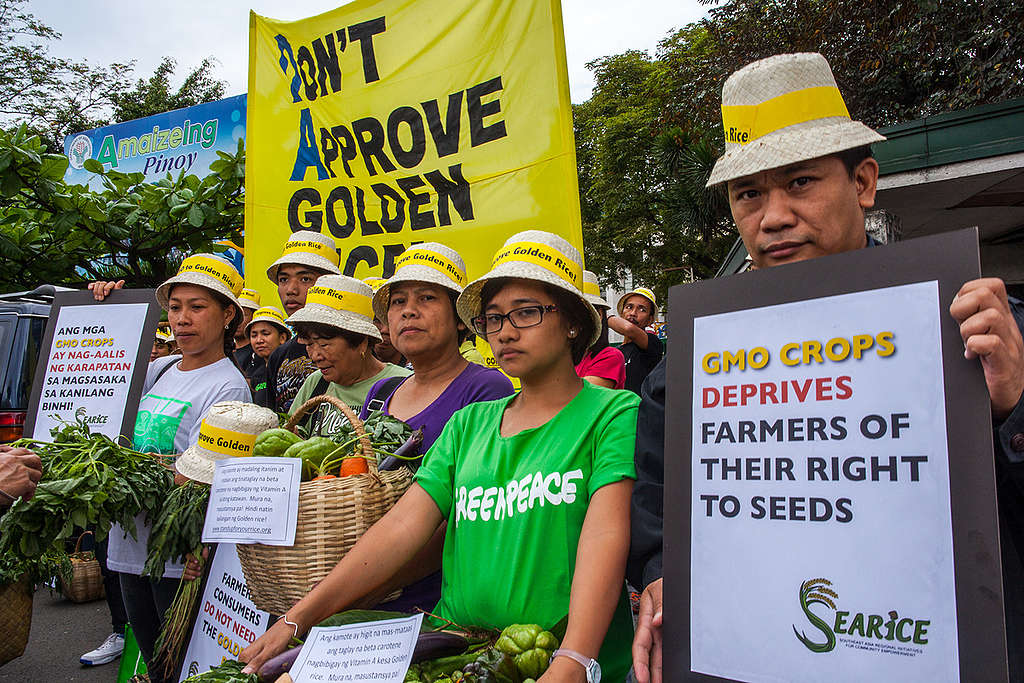 Golden Rice - Greenpeace Southeast Asia