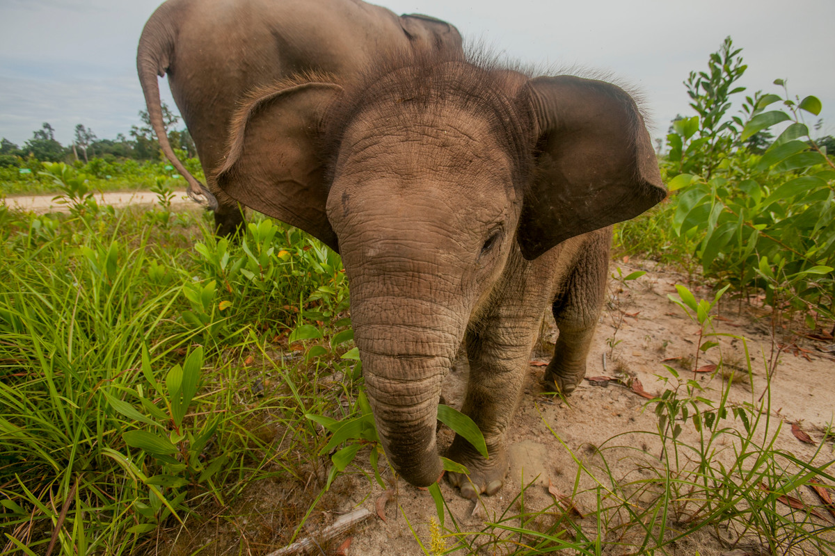 Wildlife - Greenpeace Southeast Asia