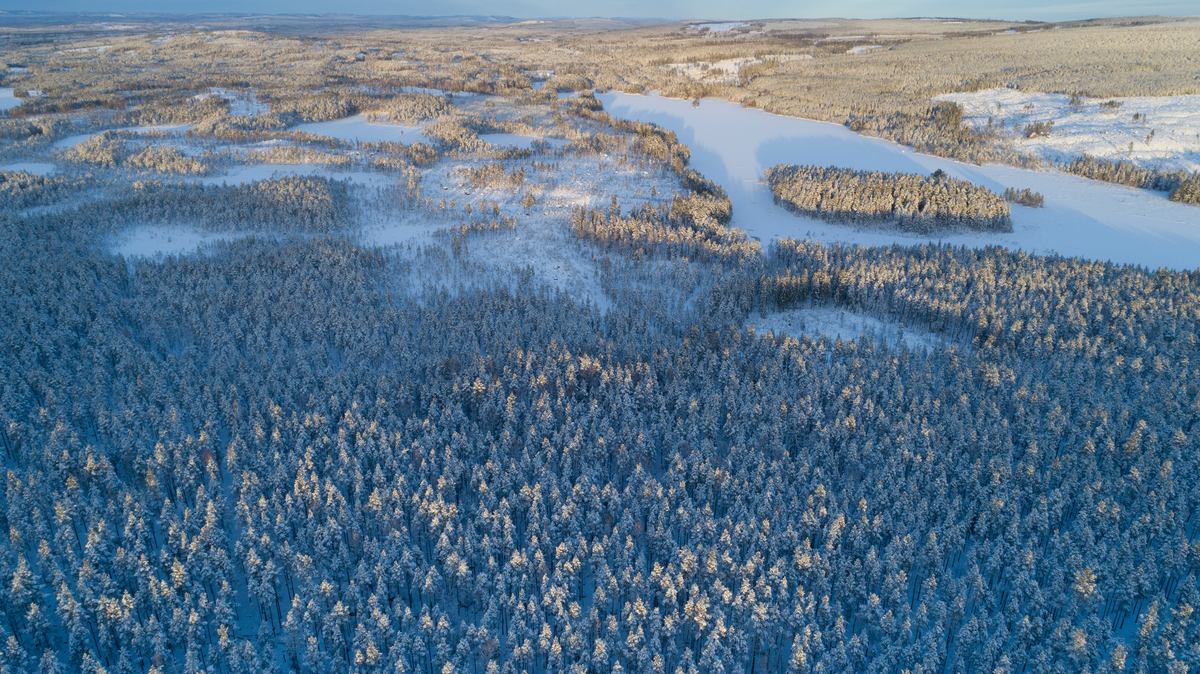 Varför kräver vi förändring av Sveaskog? - Greenpeace Sweden
