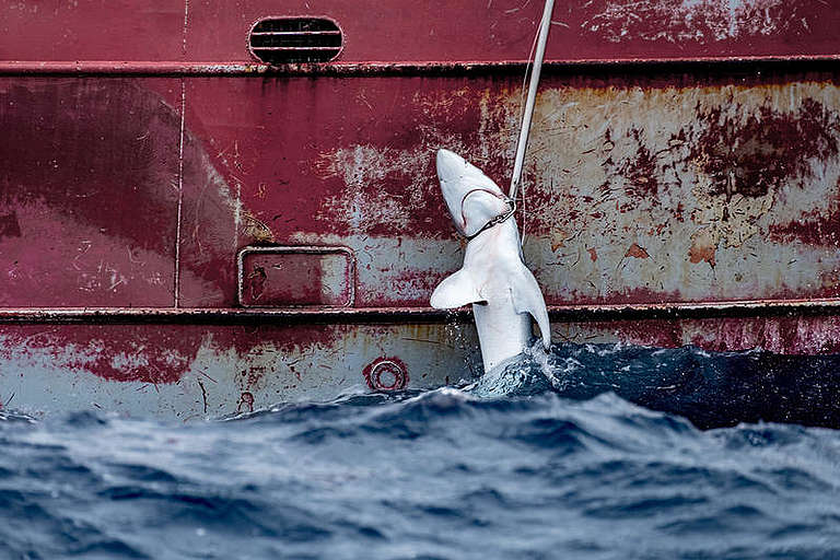 Hajar: 3 fakta om havets mest missförstådda rovdjur - Greenpeace Sweden