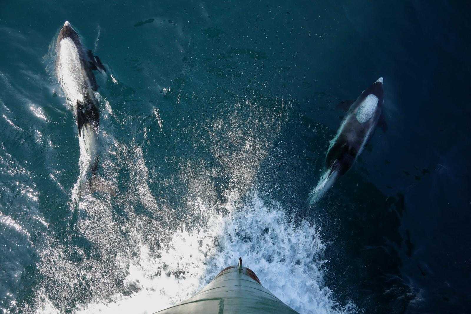 Hopp för havet vid Doggers bankar - Greenpeace Sweden