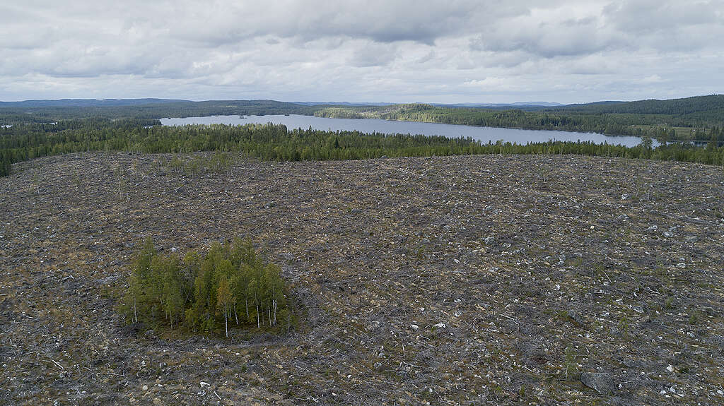 Sveriges fulaste kalhygge - Greenpeace Sweden