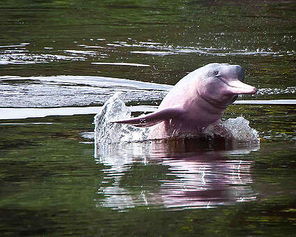 Djur i Amazonas: 9 fantastiska djur du borde känna till - Greenpeace Sweden