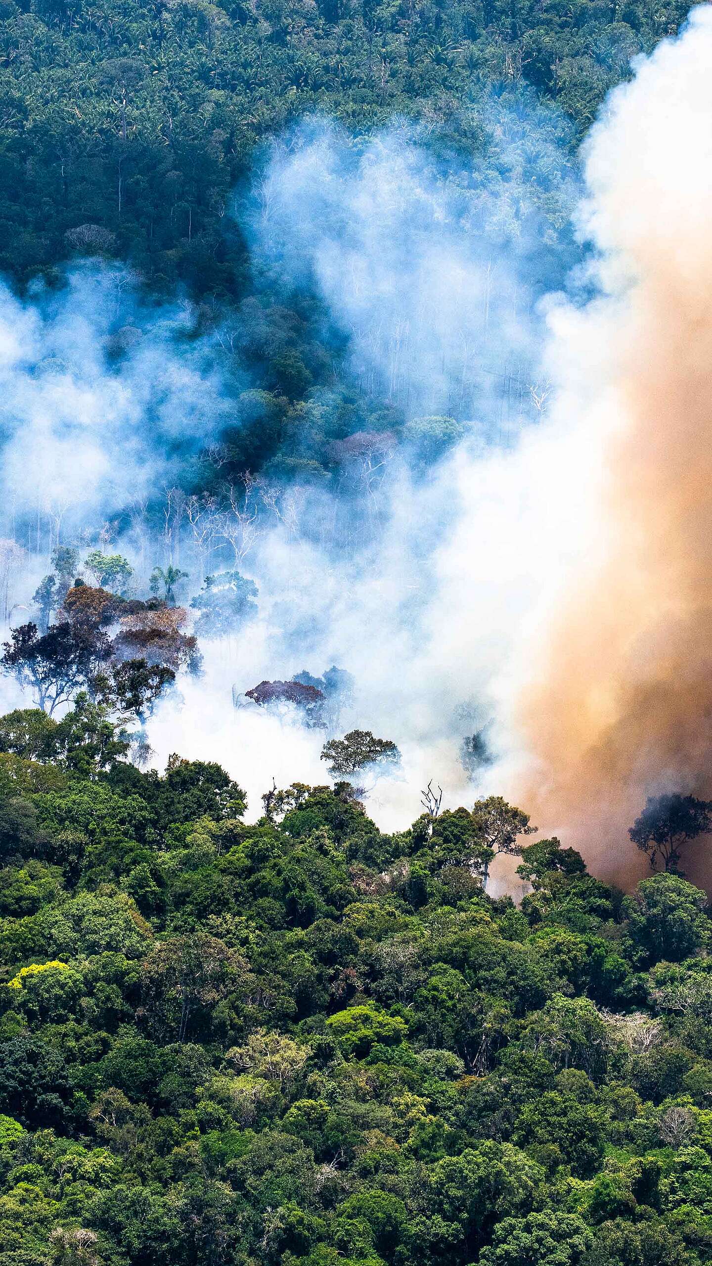 Skydda Amazonas regnskog! - Greenpeace Sweden