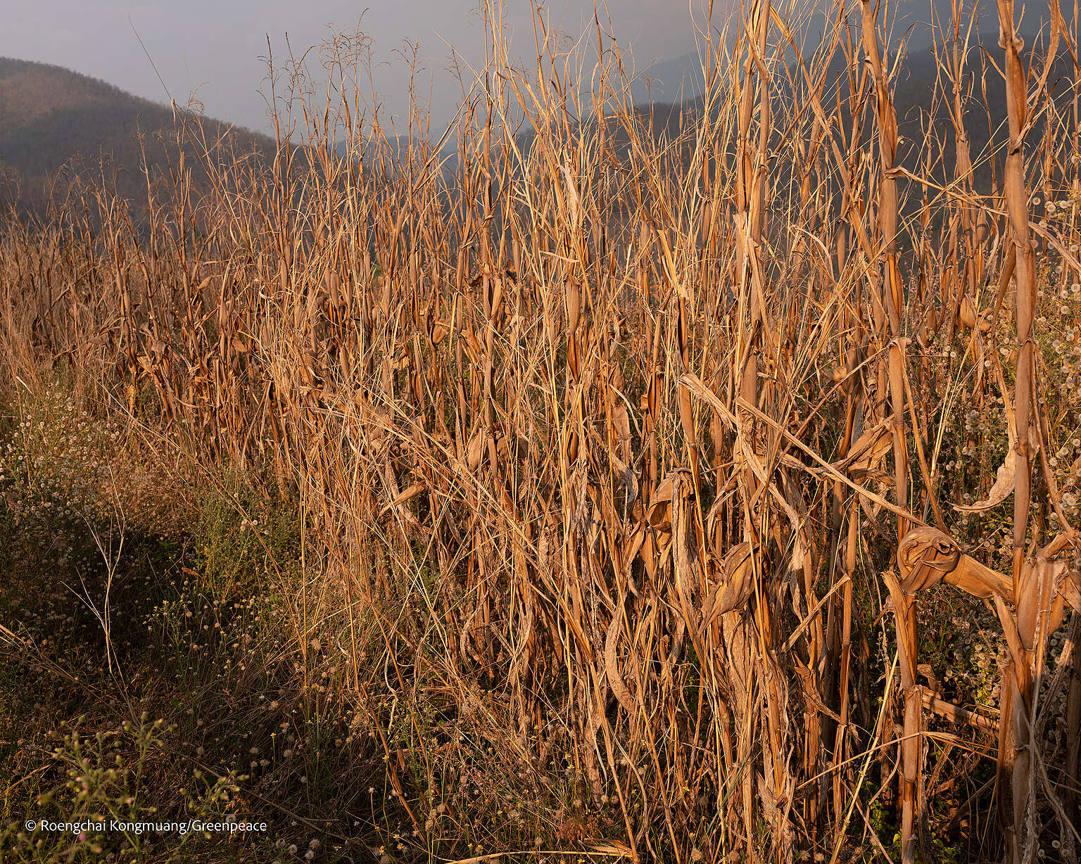 เพราะอะไรมาตรการ Zero Burn จึงไม่ตอบโจทย์การแก้ฝุ่นพิษ แต่กลับทำให้เลว ...