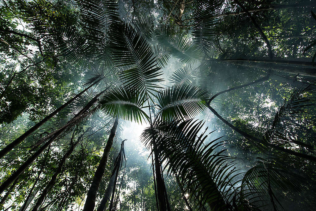Protecting Forests - Greenpeace - Greenpeace