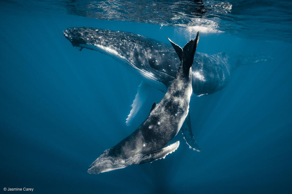 Protect the oceans - Greenpeace - Greenpeace