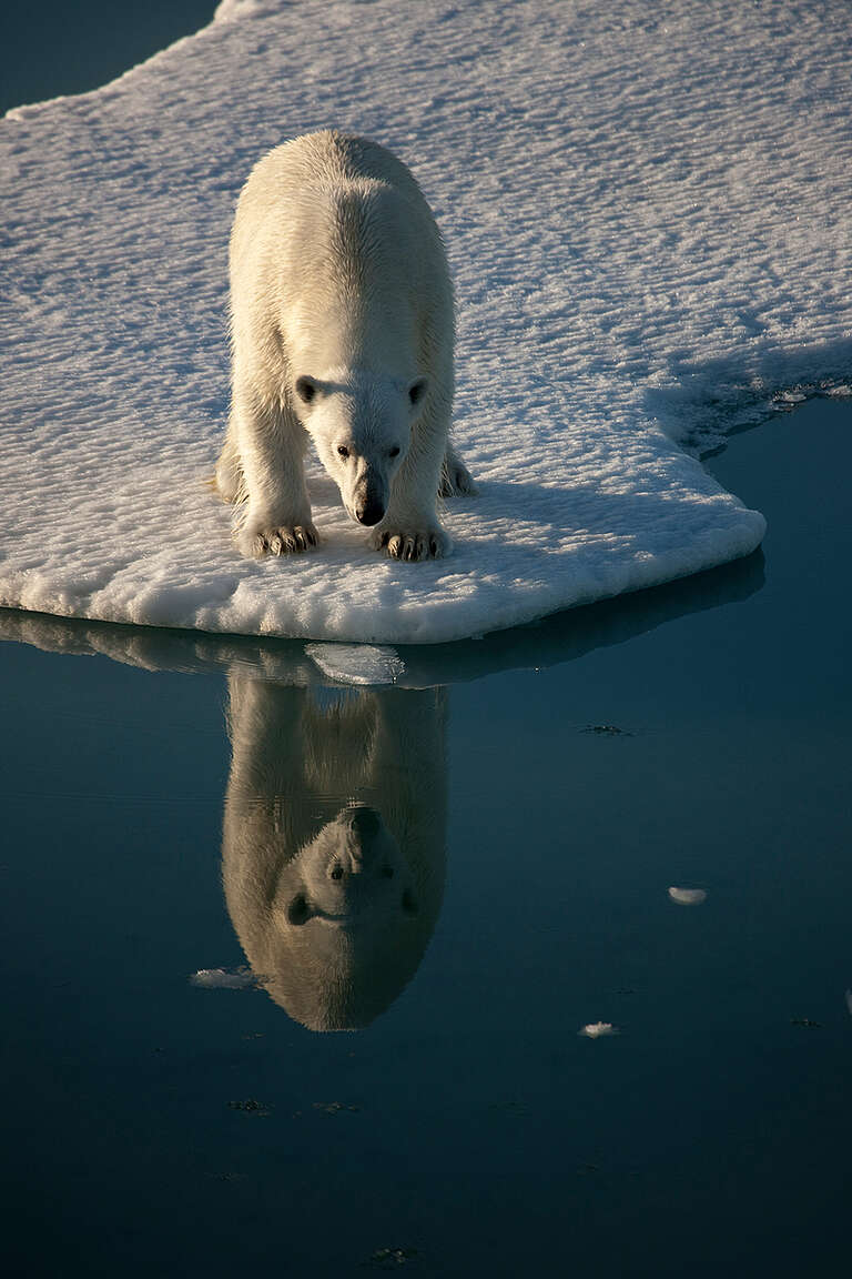 Ways to Give - Greenpeace - Greenpeace