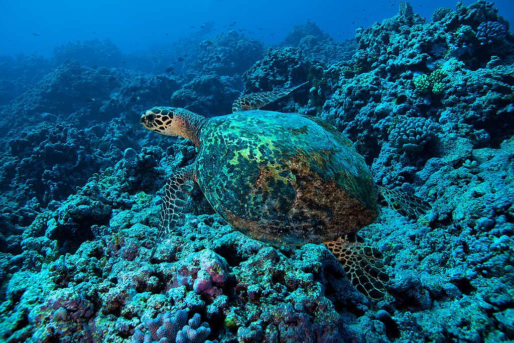 Trump revokes critical ecosystem protections for vast swaths of the ...